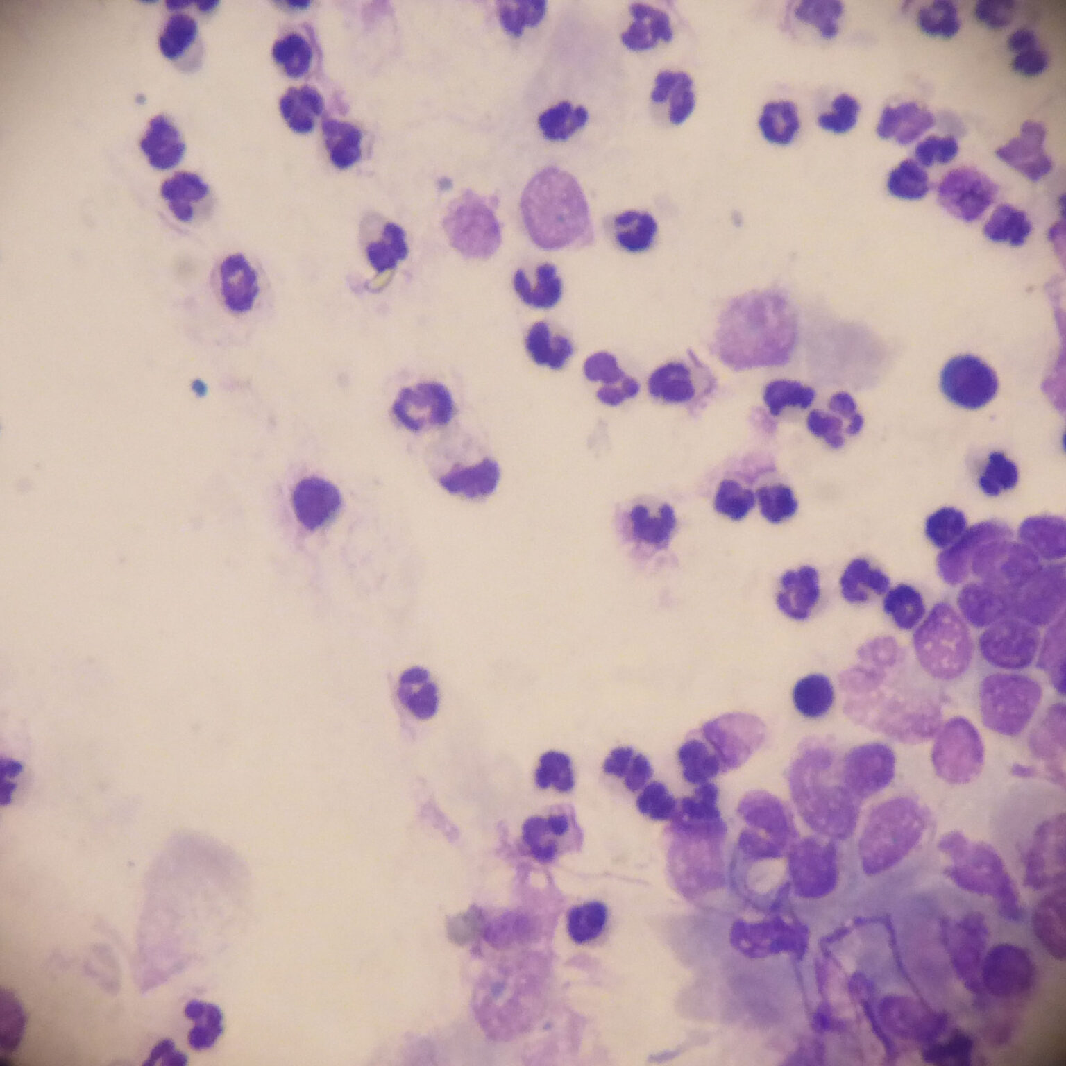 ESAME CITOLOGICO - Clinica Veterinaria San Martino - Genova